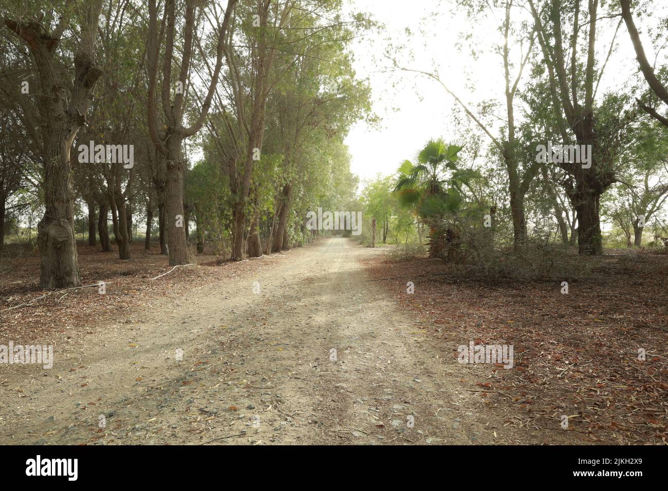 A rural walking trail through a dusty forest Stock Photo - Alamy