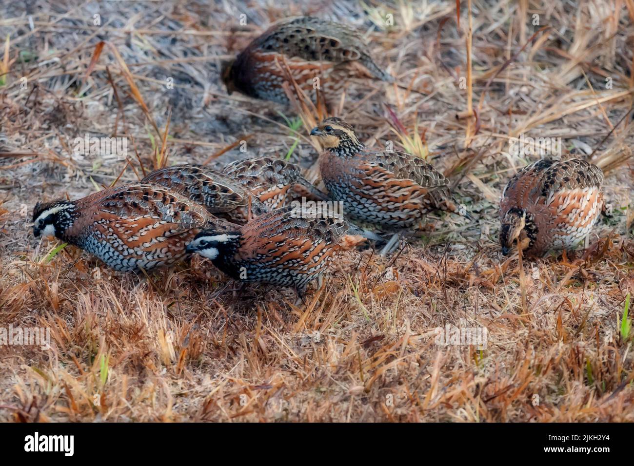 Fock of quail feeding in field Stock Photo - Alamy