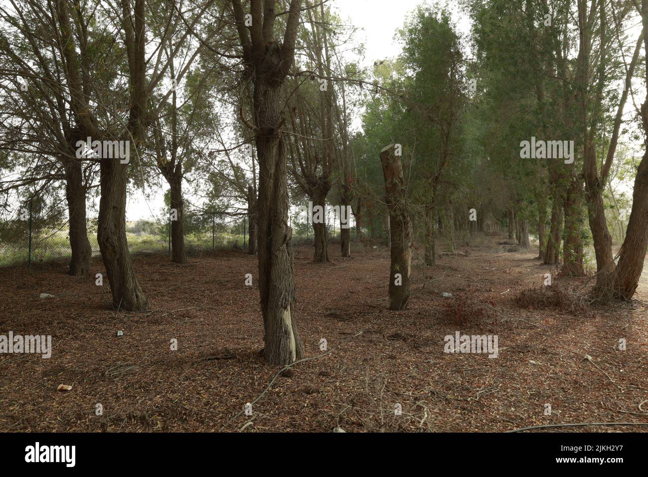 An abandoned park with cut trees Stock Photo - Alamy