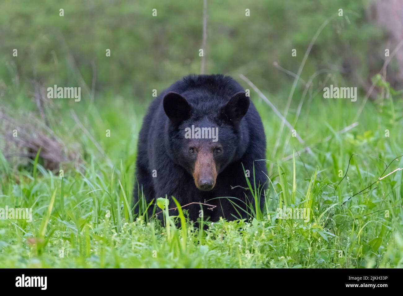 Black bear eating grass in a field Stock Photo - Alamy