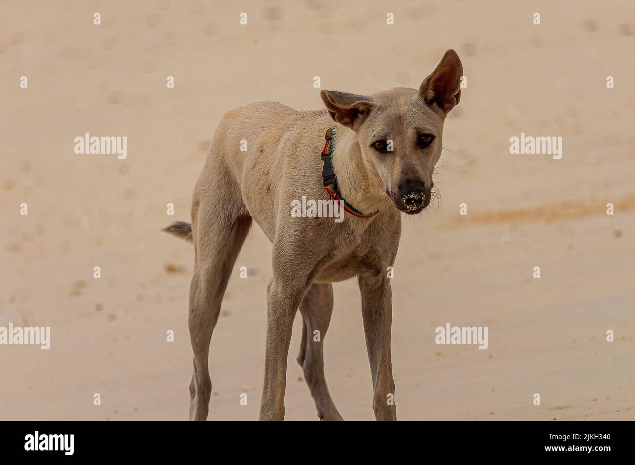 A portrait of a light brown dog on the sand beach Stock Photo - Alamy