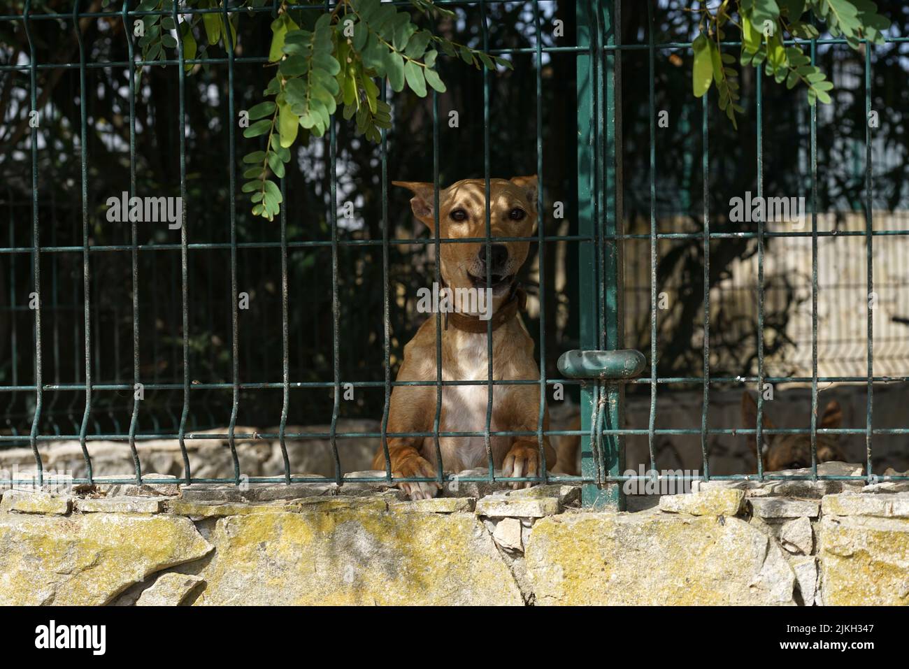 Tree behind dog hi-res stock photography and images - Alamy