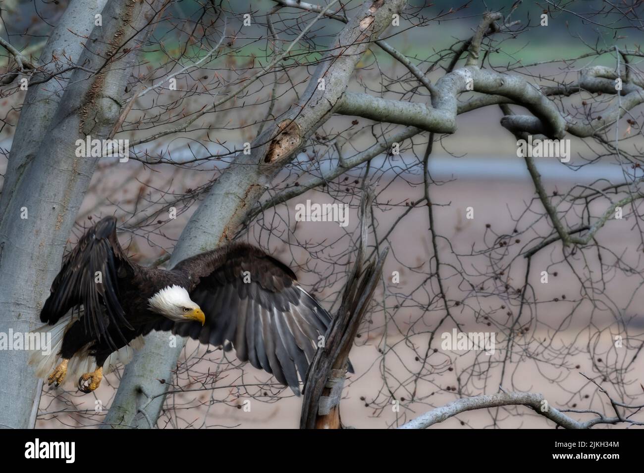 Bald eagle landing on branch in tree Stock Photo - Alamy