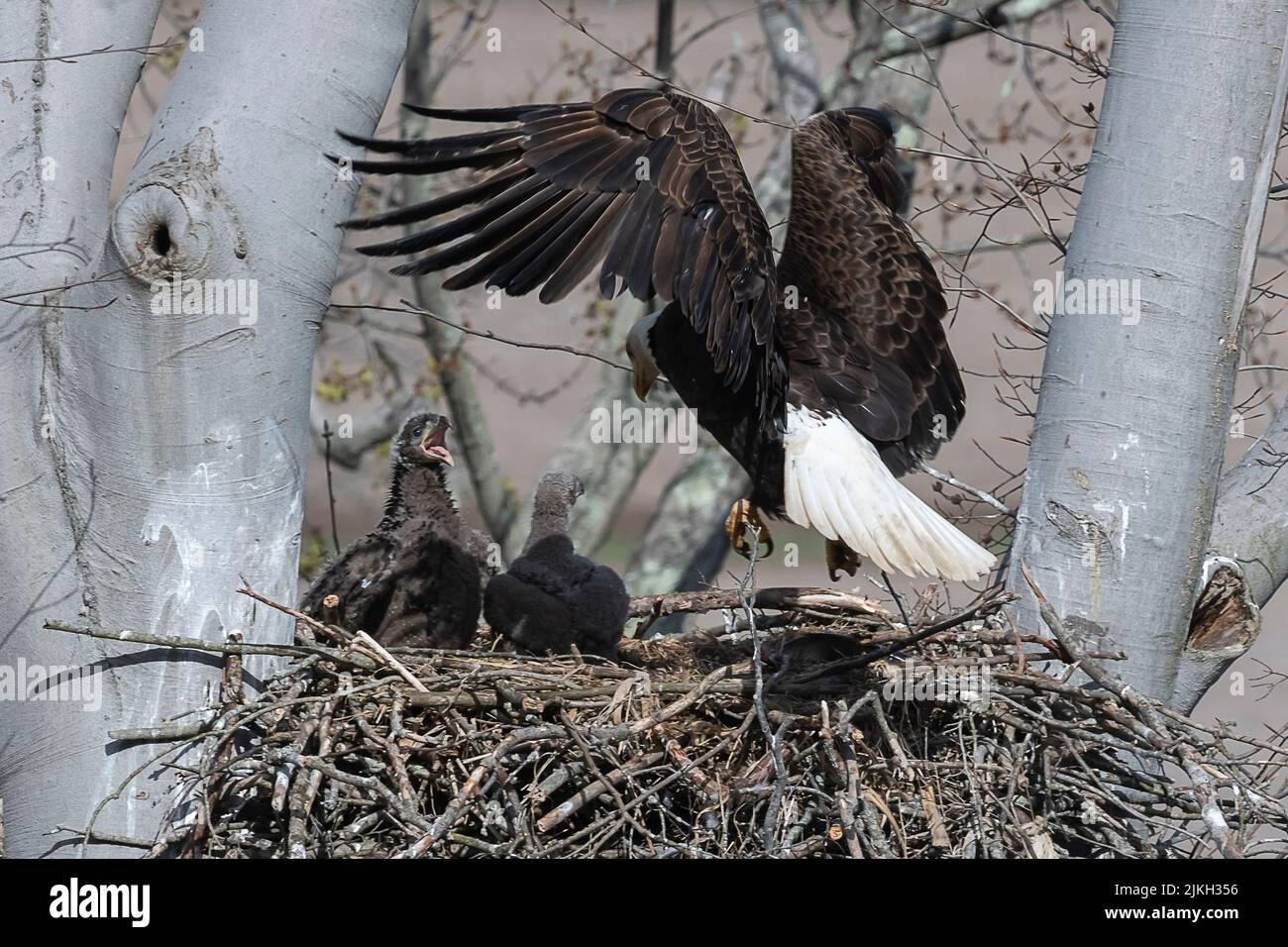 Bald eagle in nest with eaglets Stock Photo - Alamy