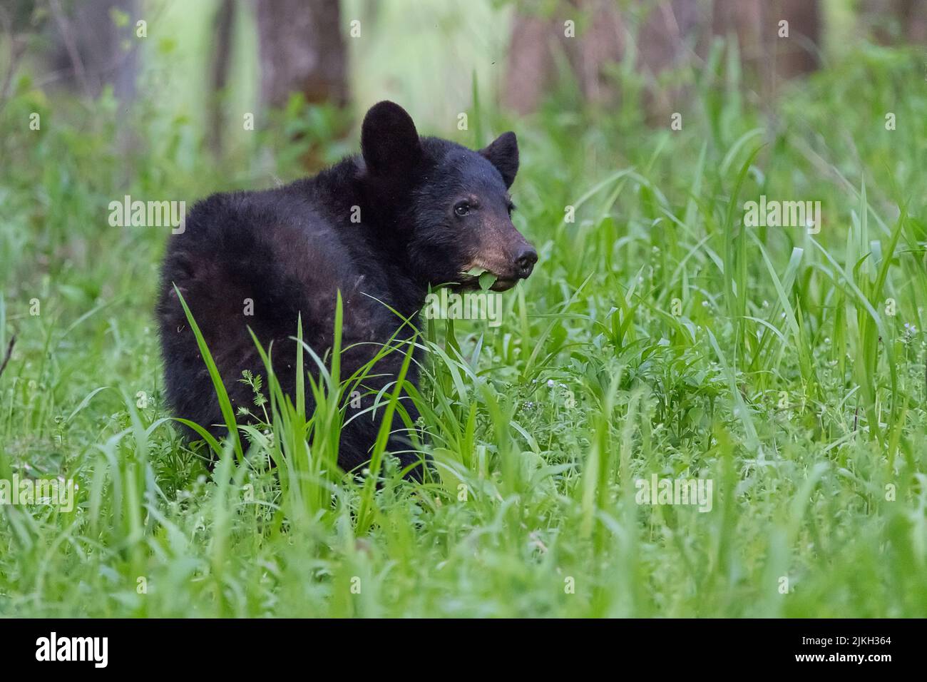 Black bear eating grass in a field Stock Photo - Alamy