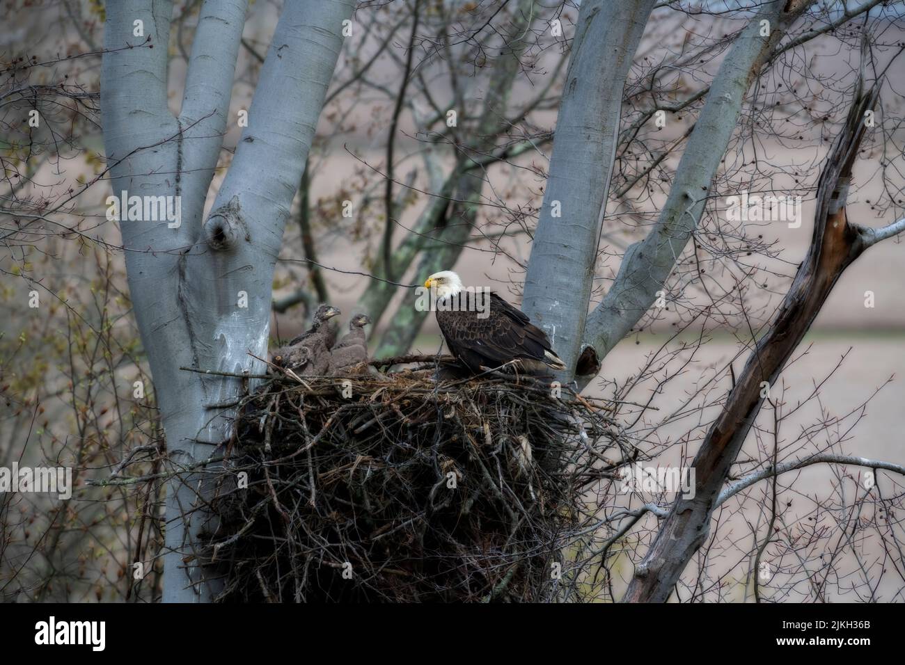 Bald eagle in nest with eaglets Stock Photo - Alamy