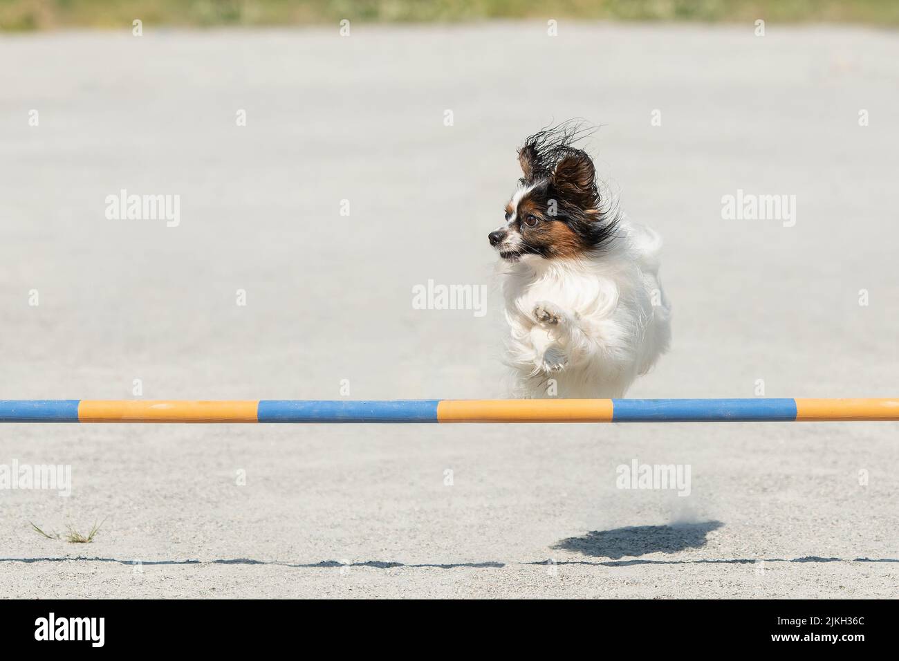 Papillon jumps over an agility hurdle on a dog agility course Stock ...