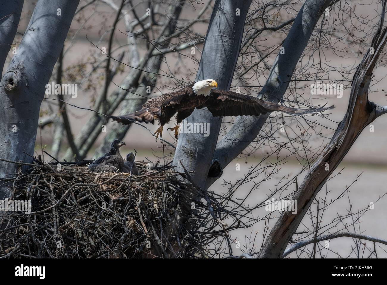 Bald eagle flying off nest to roost in tree Stock Photo - Alamy