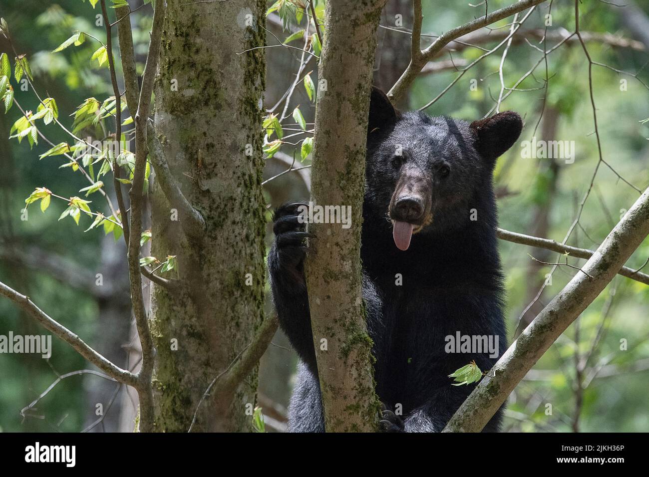 Black bear in tree hi-res stock photography and images - Alamy