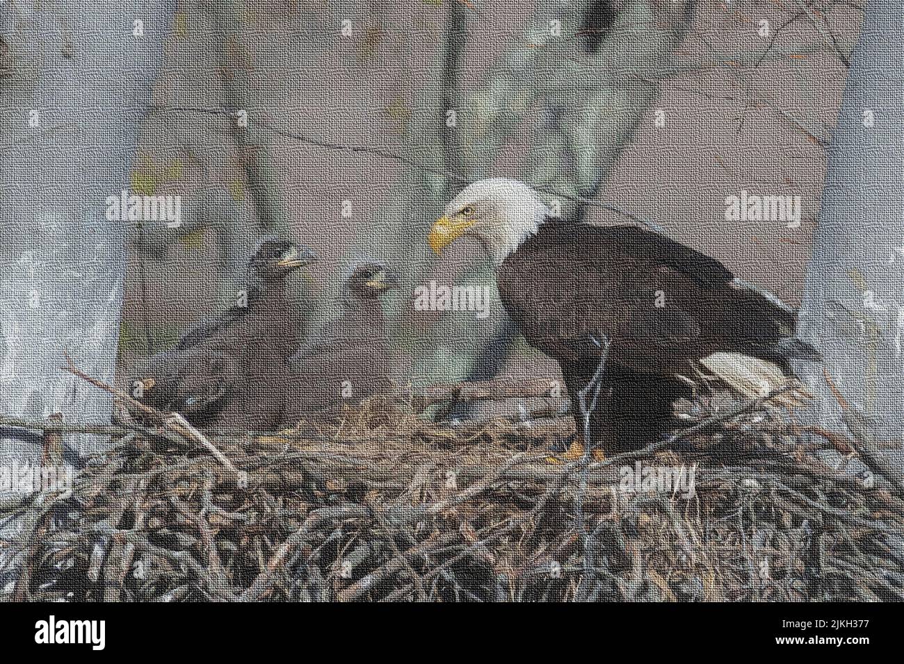 Bald eagle in nest with eaglets Stock Photo - Alamy