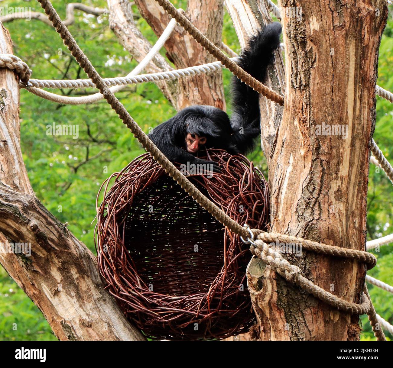 Ape in tree hi-res stock photography and images - Alamy