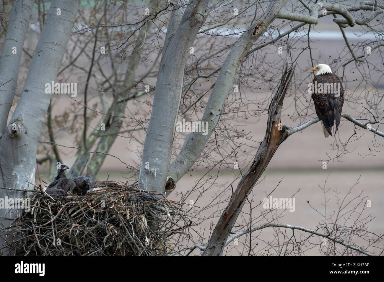 Bald eagle sitting in tree near nest Stock Photo - Alamy