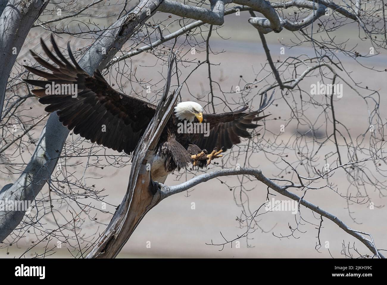 Bald eagle flying off nest to roost in tree Stock Photo - Alamy