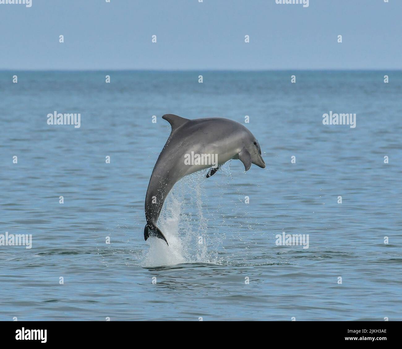 This mother dolphin flips in the air. Wales, UK: STUNNING IMAGES show a ...
