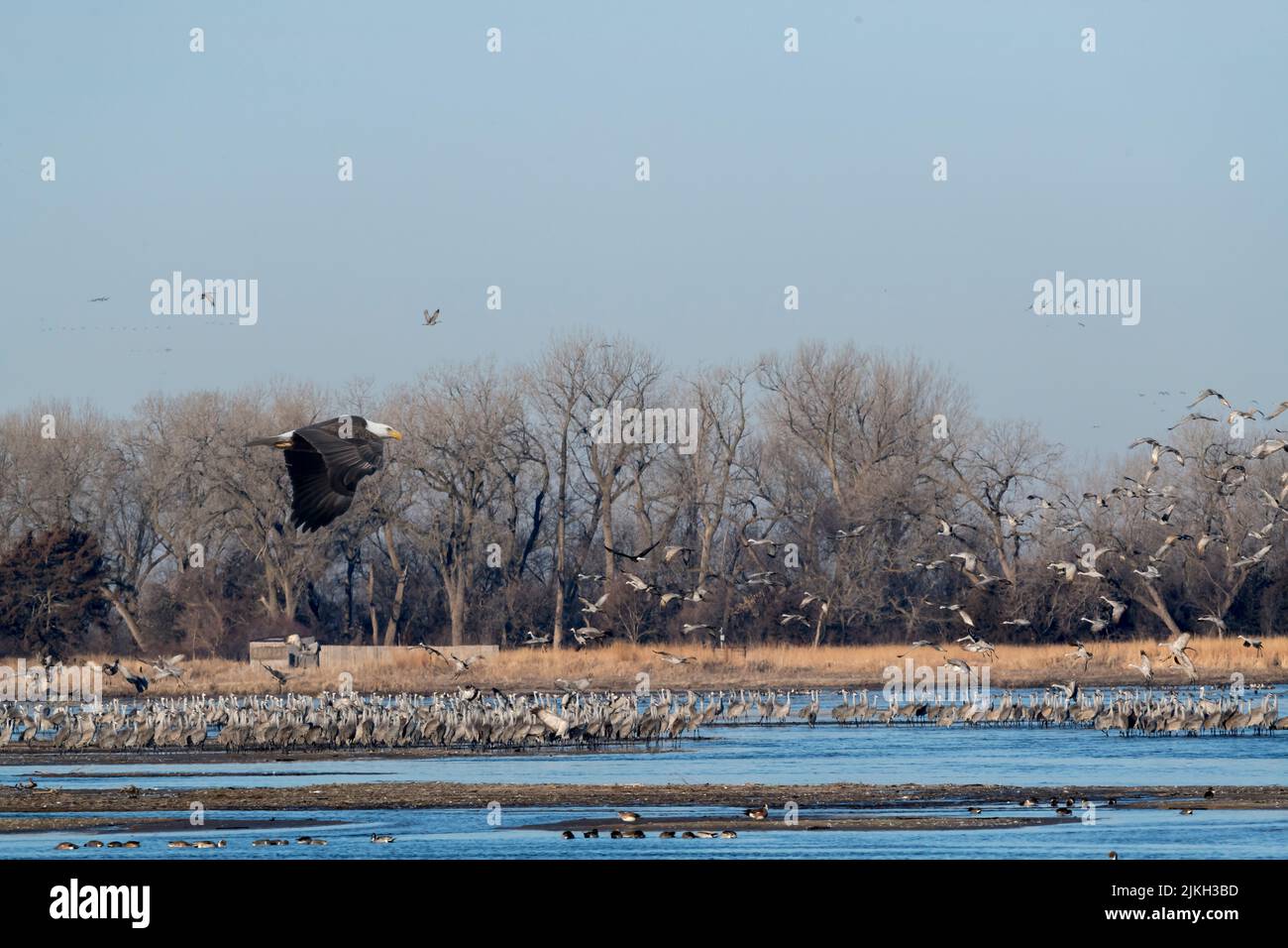 Birds eagle hi-res stock photography and images - Alamy