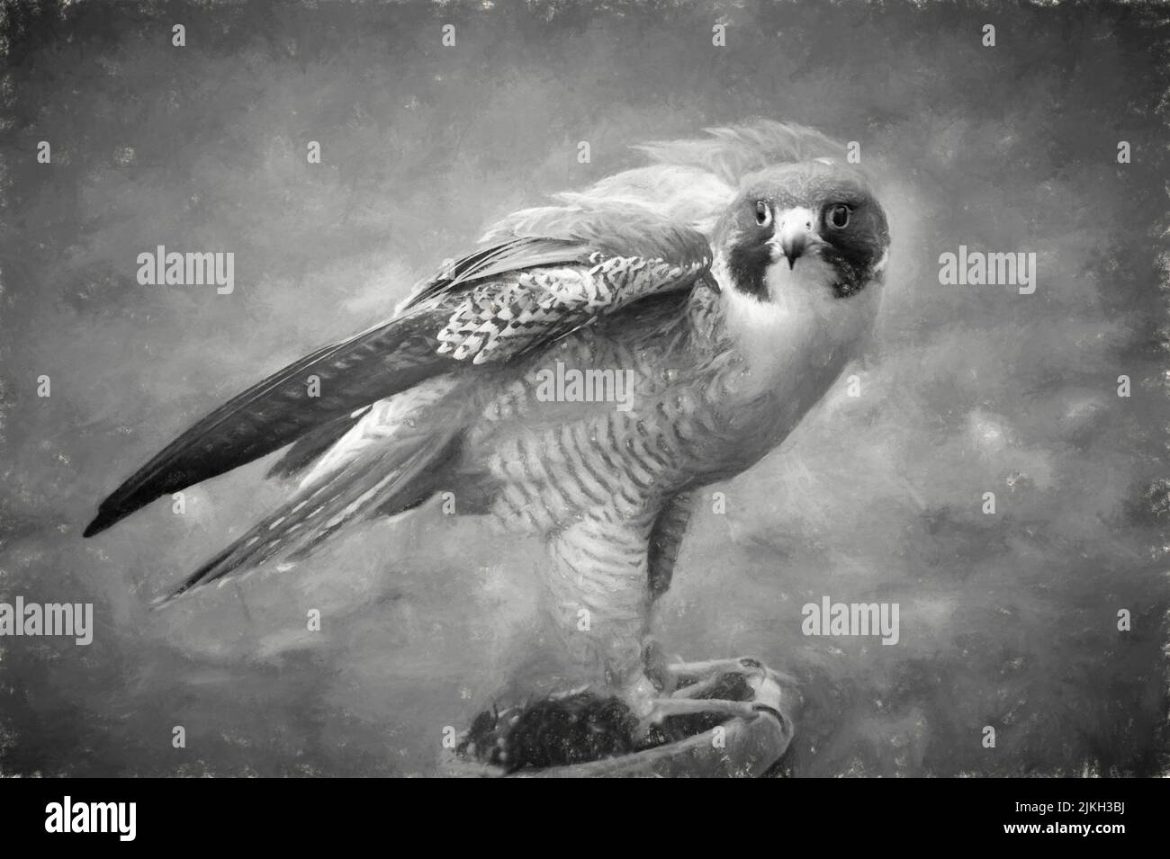Peregrine falcon with prey hi-res stock photography and images - Alamy