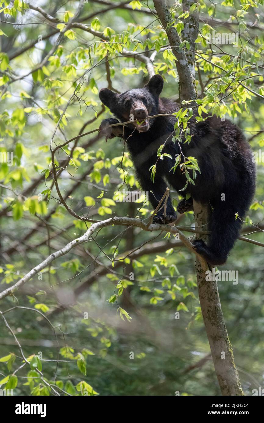 Black bear eating in leave in a tree Stock Photo - Alamy