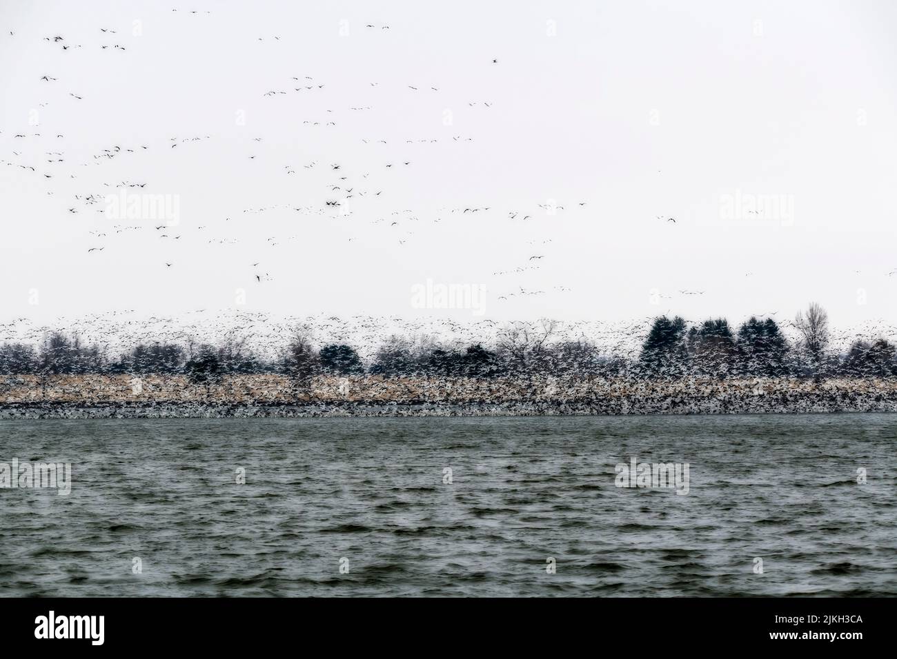 Large flock of snow geese on lake Stock Photo - Alamy