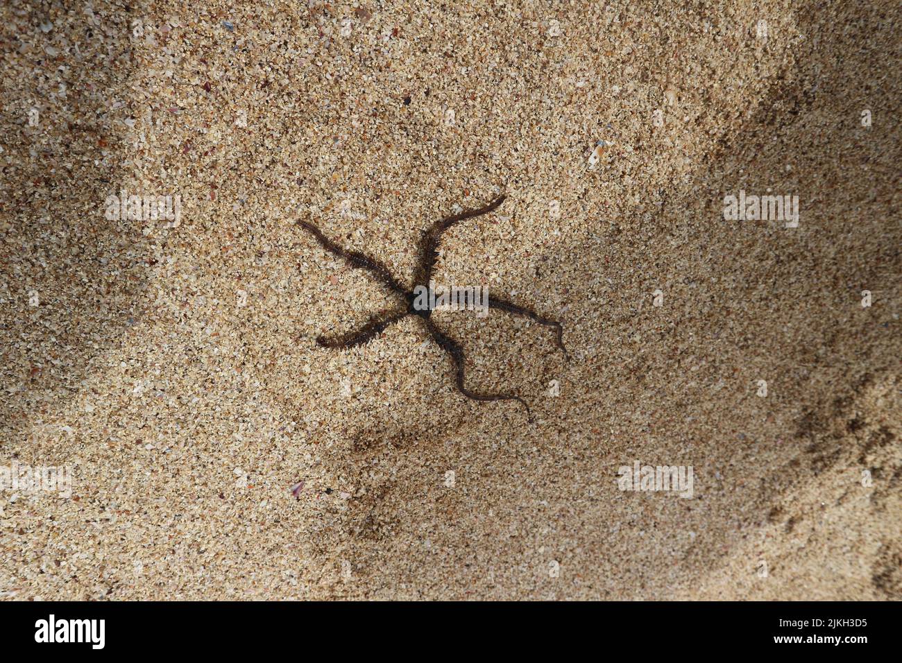 A closeup of Ophiocomina nigra, commonly known as the black brittle ...