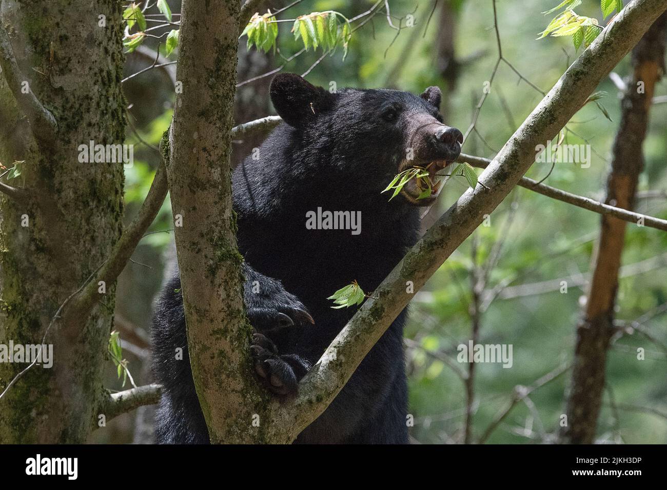 Black bear eating in leave in a tree Stock Photo - Alamy