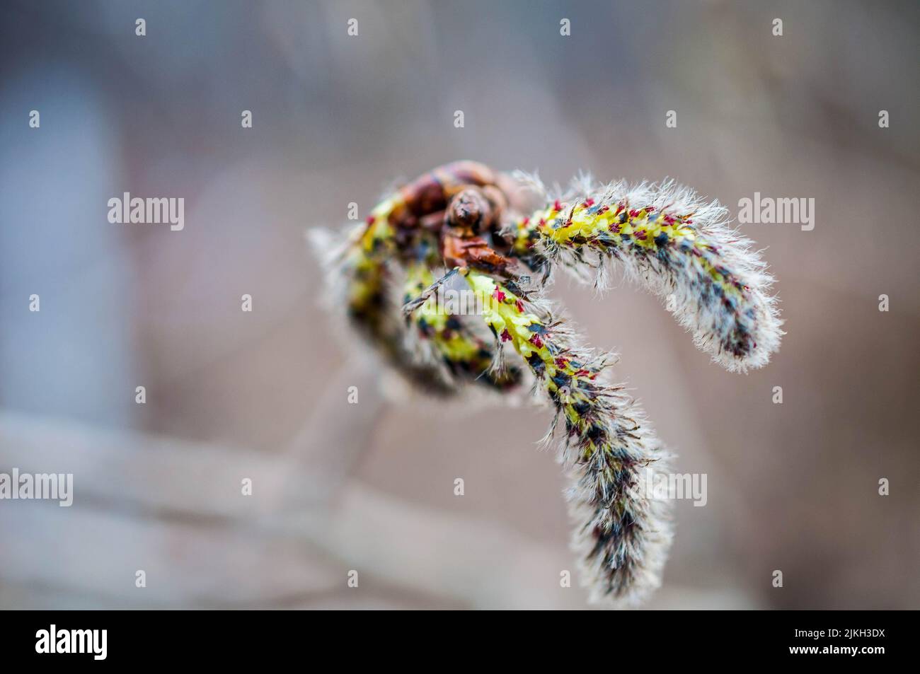 A close-up shot of Aspen Bach fluffy seeds in a blurry background Stock ...