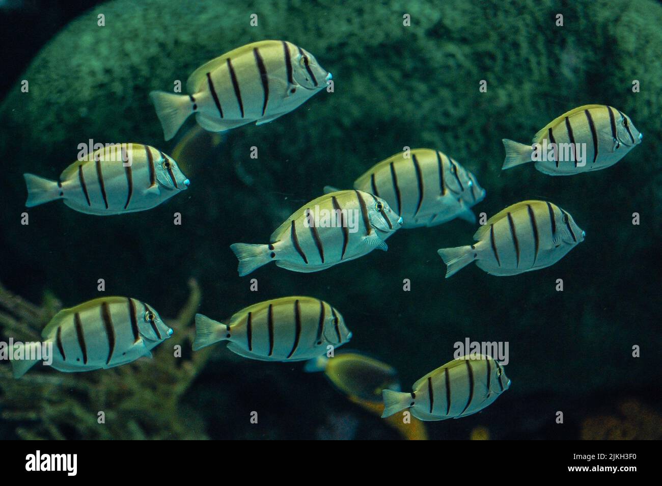 A closeup of Acanthurus triostegus, also known as the convict tang ...