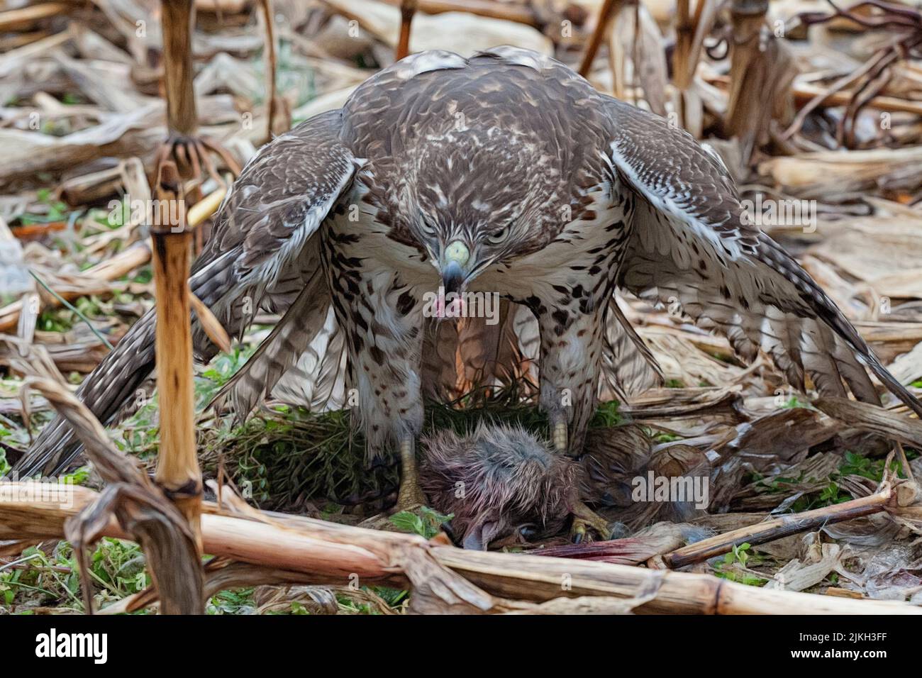 Red tailed Hawk eating while protecting his kill Stock Photo - Alamy