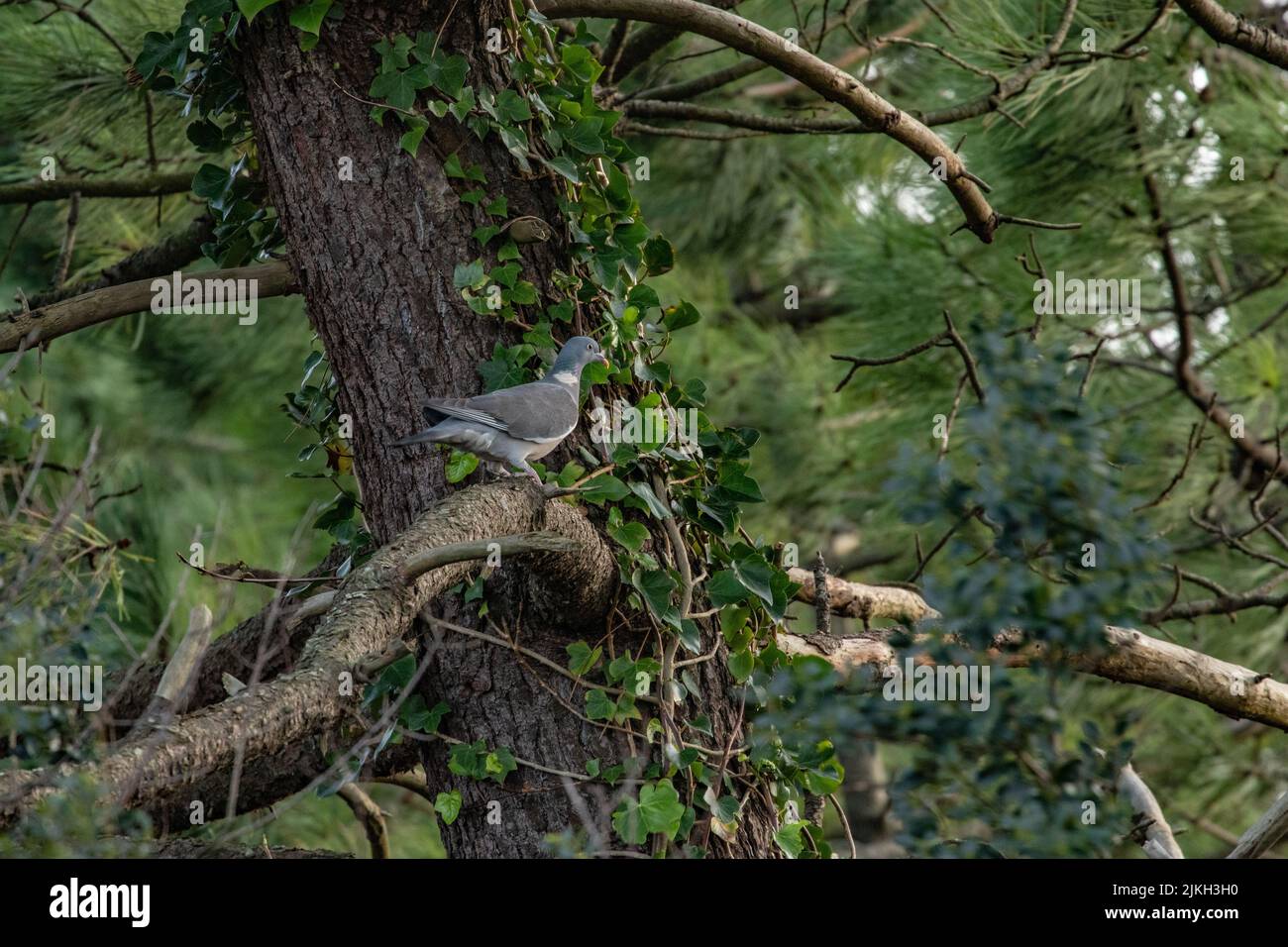 Pigeon on a tree branch hi-res stock photography and images - Alamy
