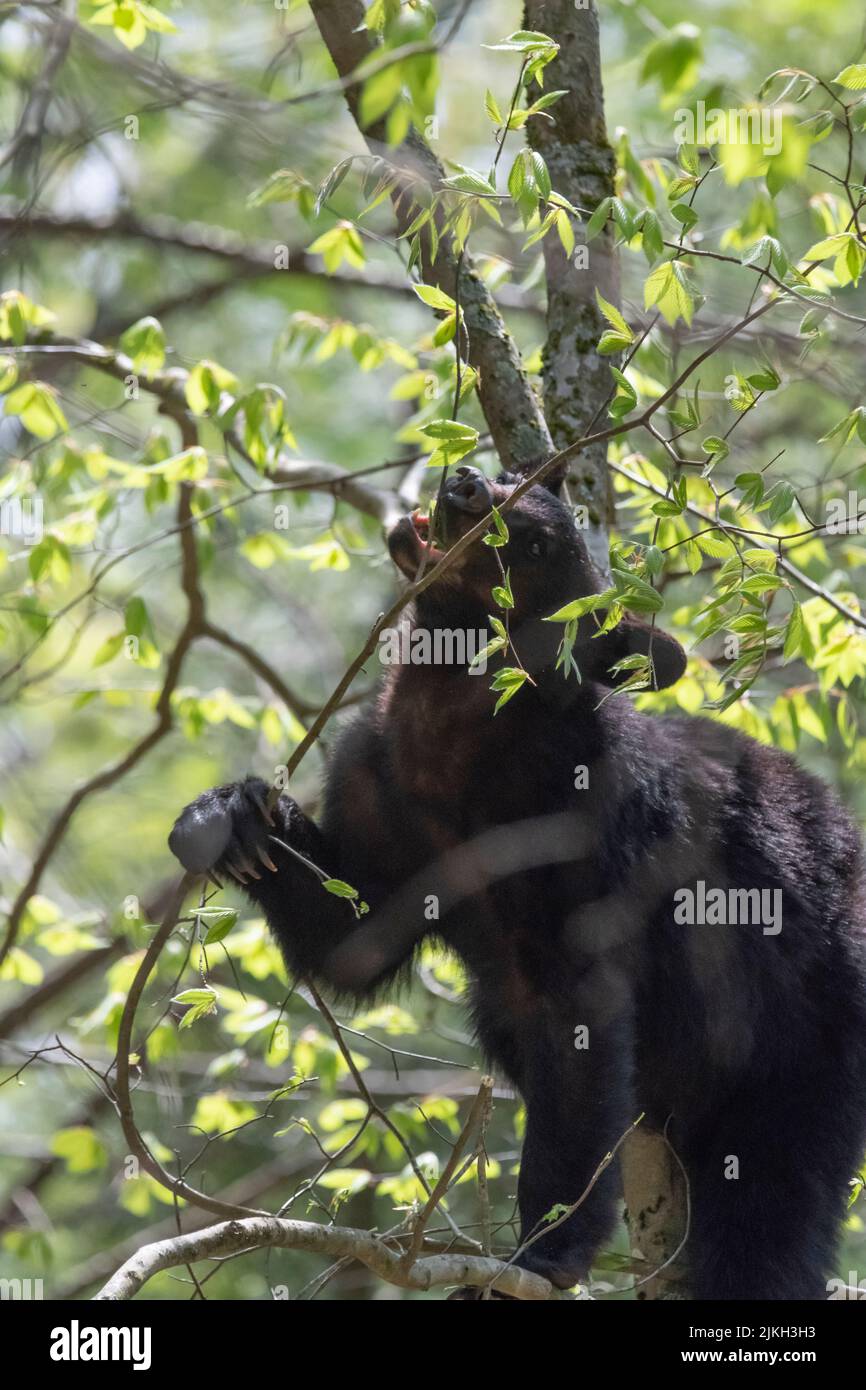 Black bear eating in leave in a tree Stock Photo - Alamy