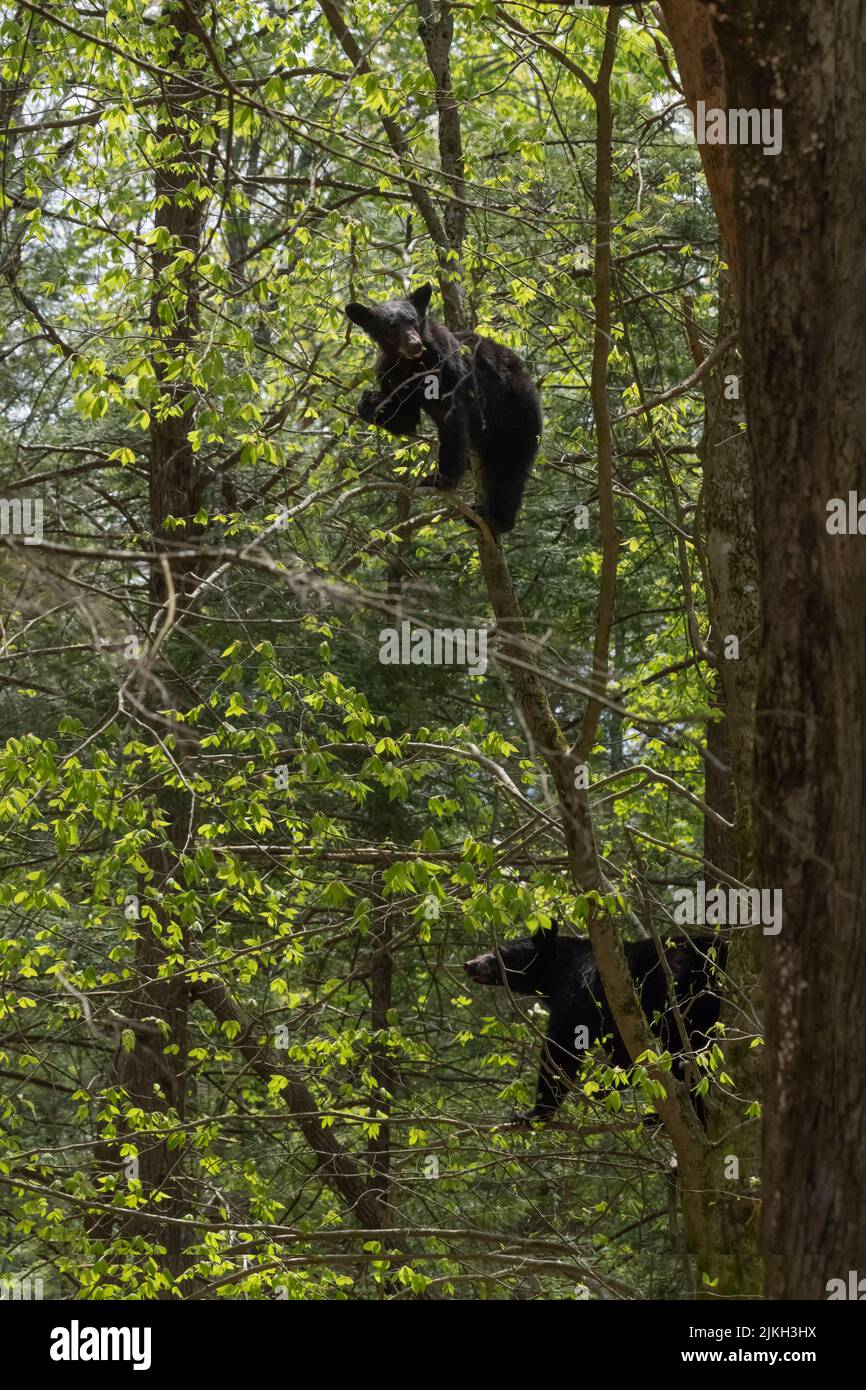 Black bear eating in leave in a tree Stock Photo - Alamy