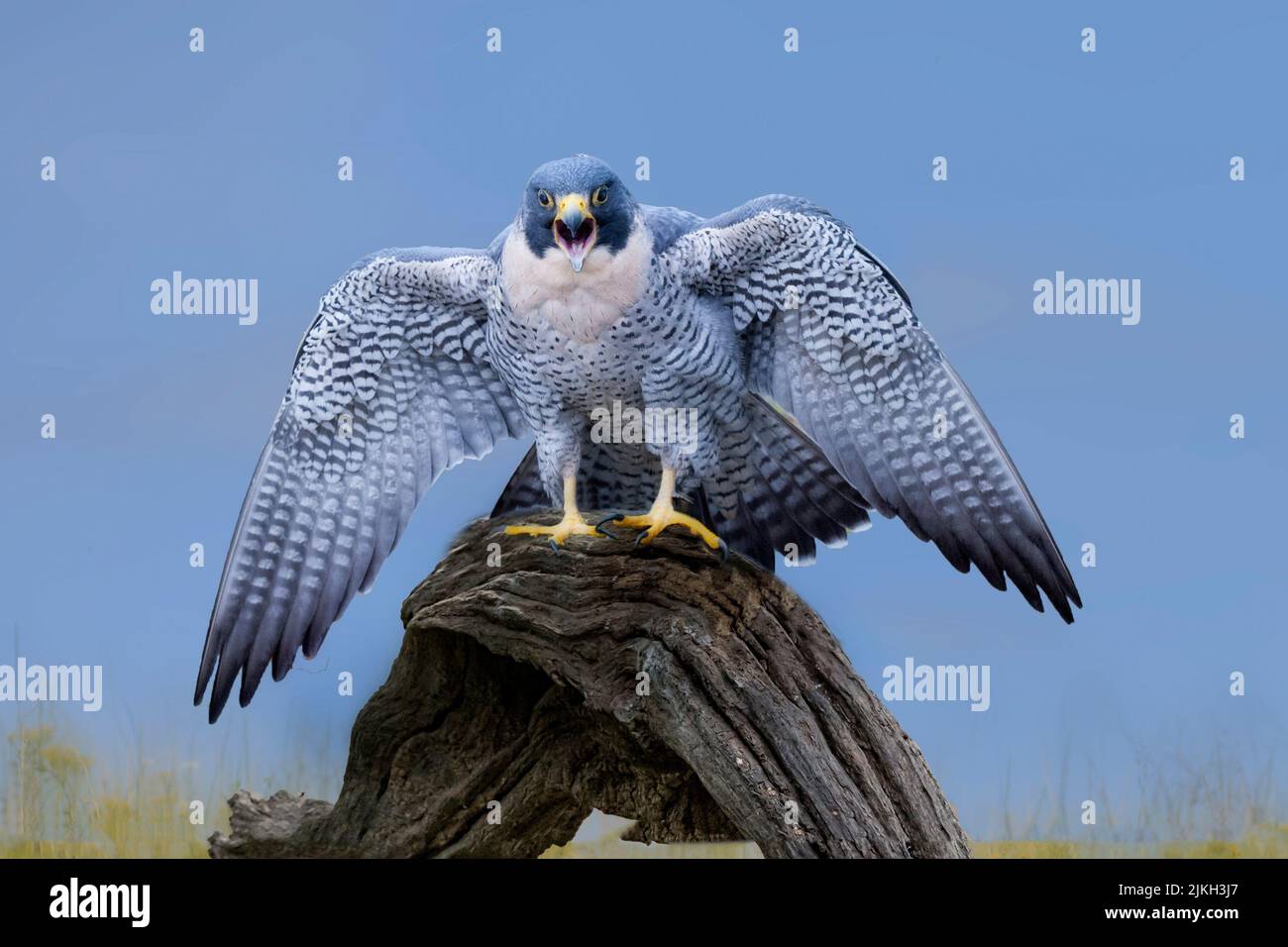 Peregrine falcon with prey hi-res stock photography and images - Alamy