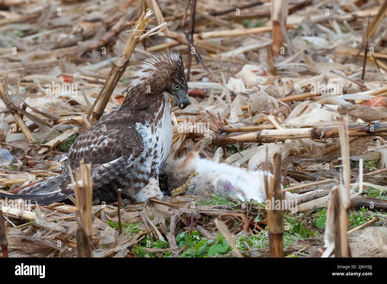 Red tailed Hawk looking down at rabbit he killed Stock Photo - Alamy