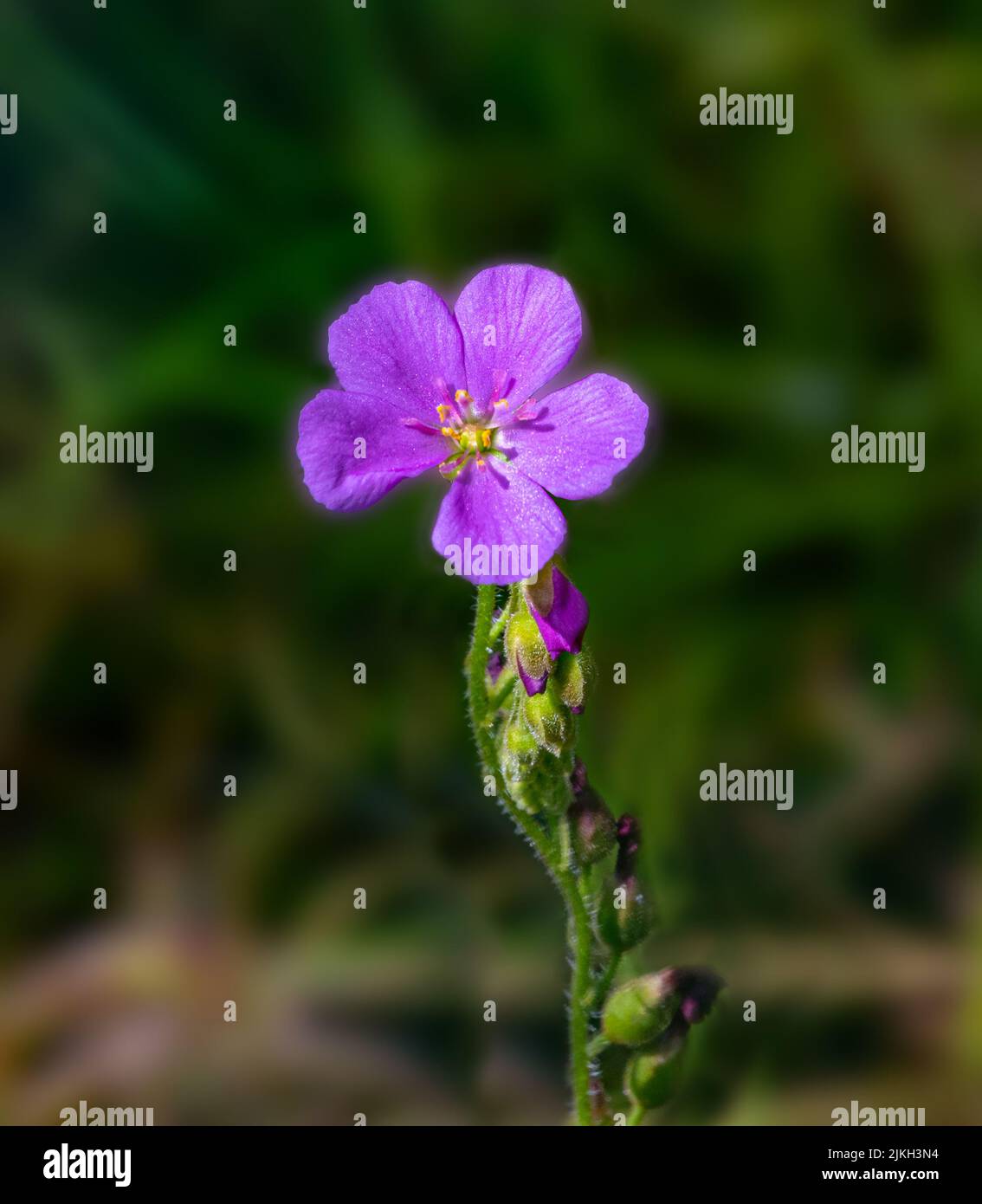Carnivorous plants (Drosera capensis). Botanical Garden, KIT, Karlsruhe ...