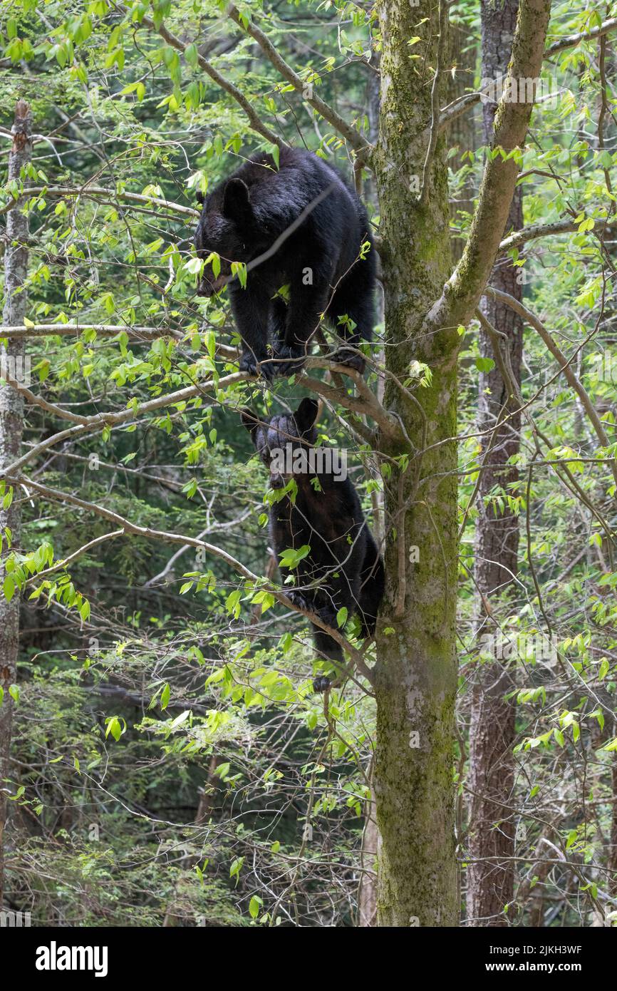 Black bear eating in leave in a tree Stock Photo - Alamy