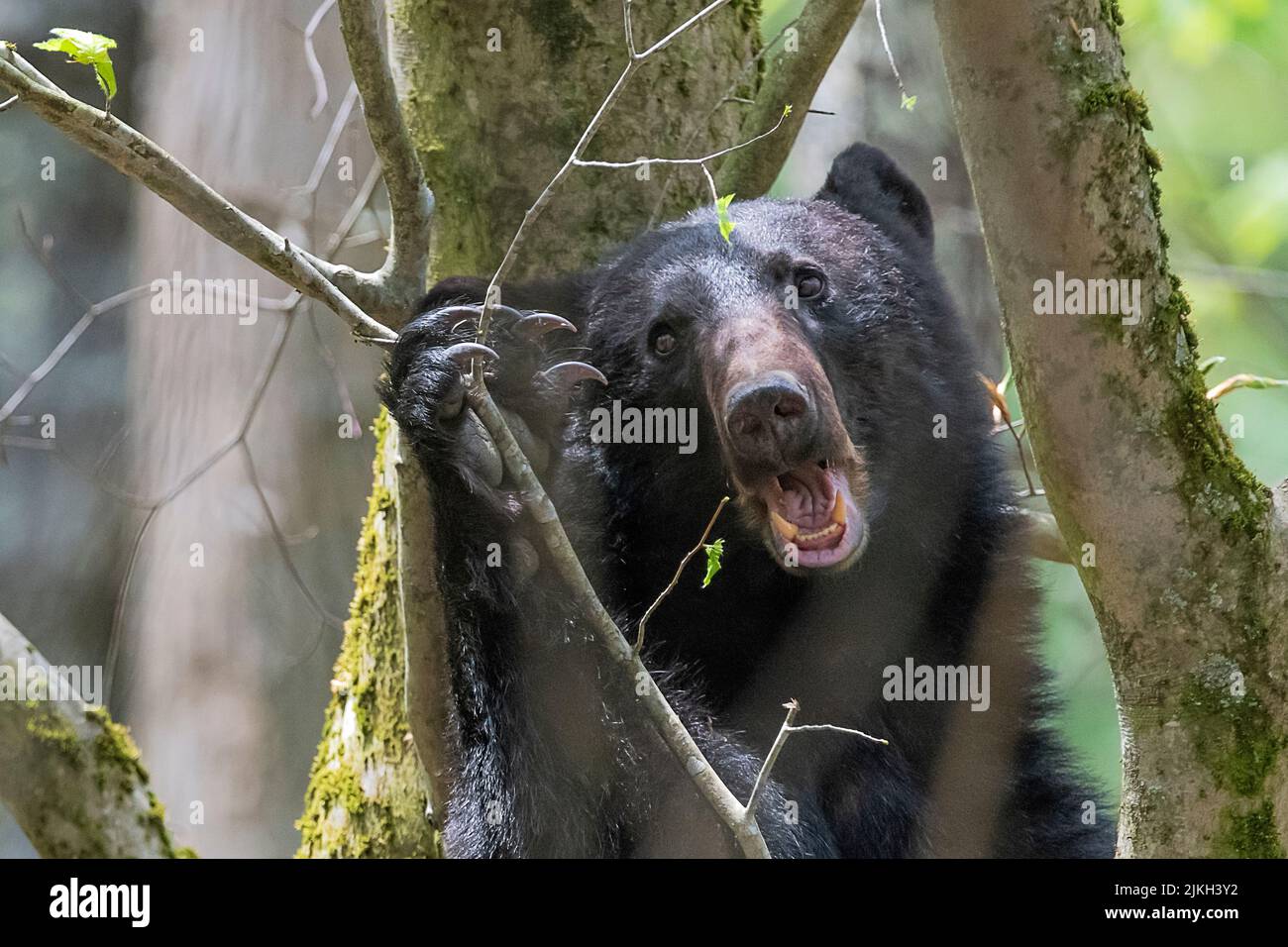 Black bear eating in leave in a tree Stock Photo - Alamy