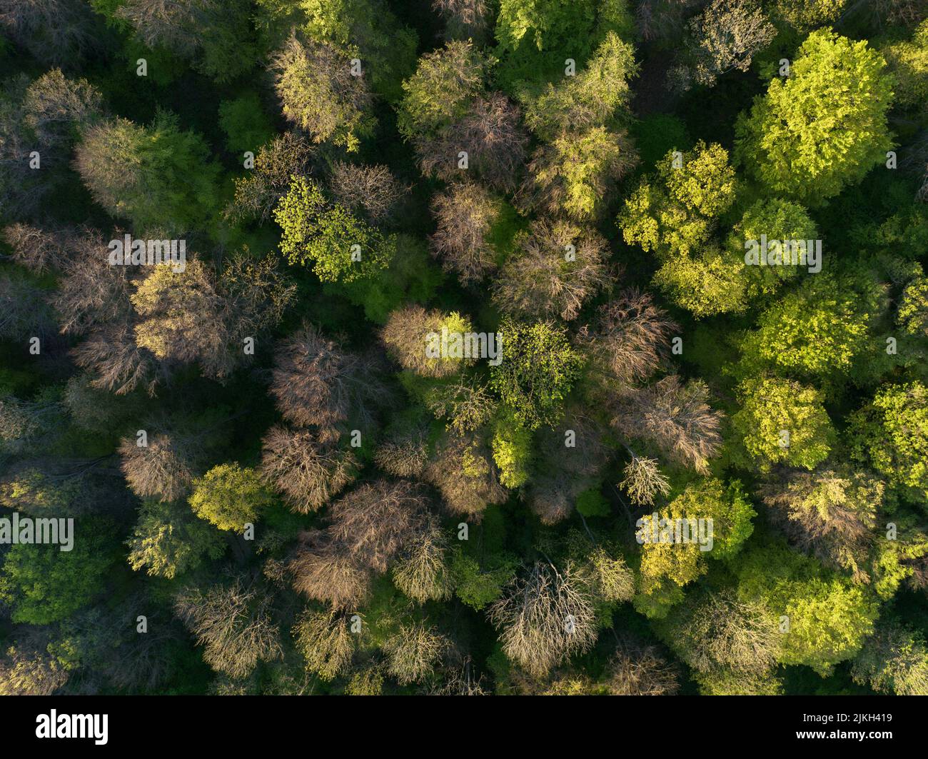 An aerial view of dense green trees in a forest under the daylight ...