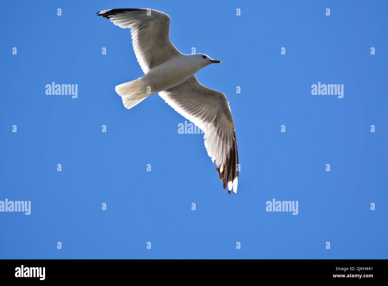 A low-angle shot of a seagull captured in midflight against the clear ...