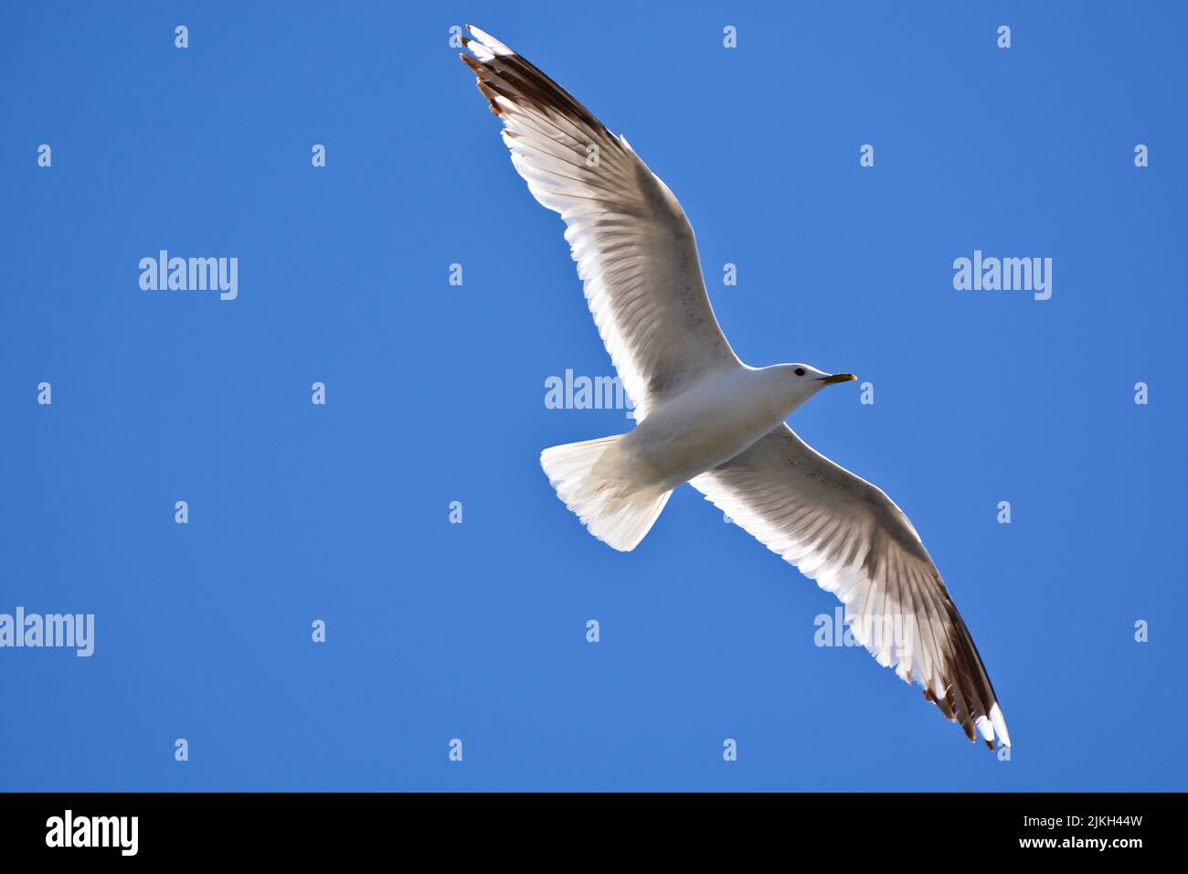 Bird midflight hi-res stock photography and images - Alamy