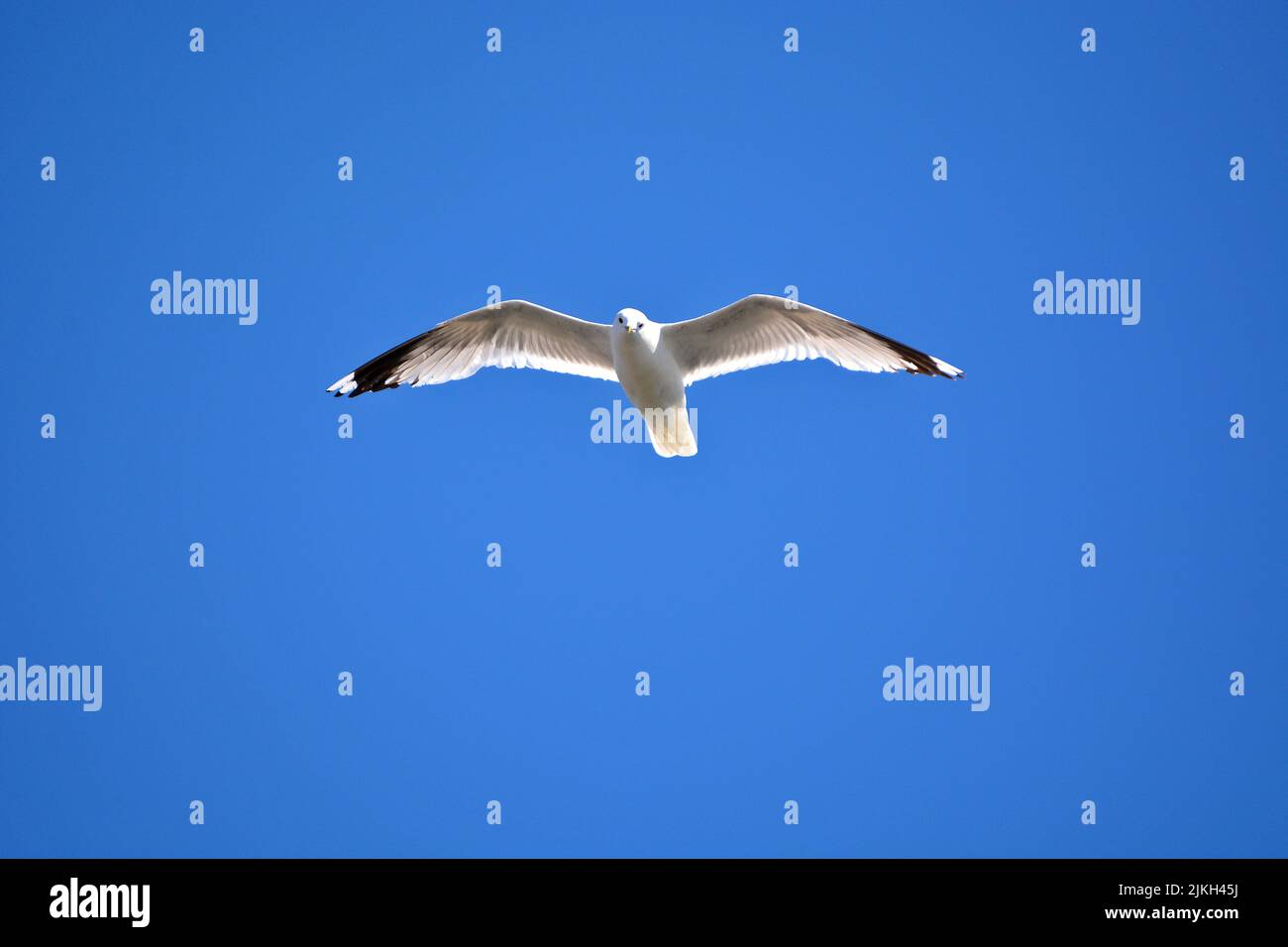 A low-angle shot of a seagull captured in midflight against the clear ...