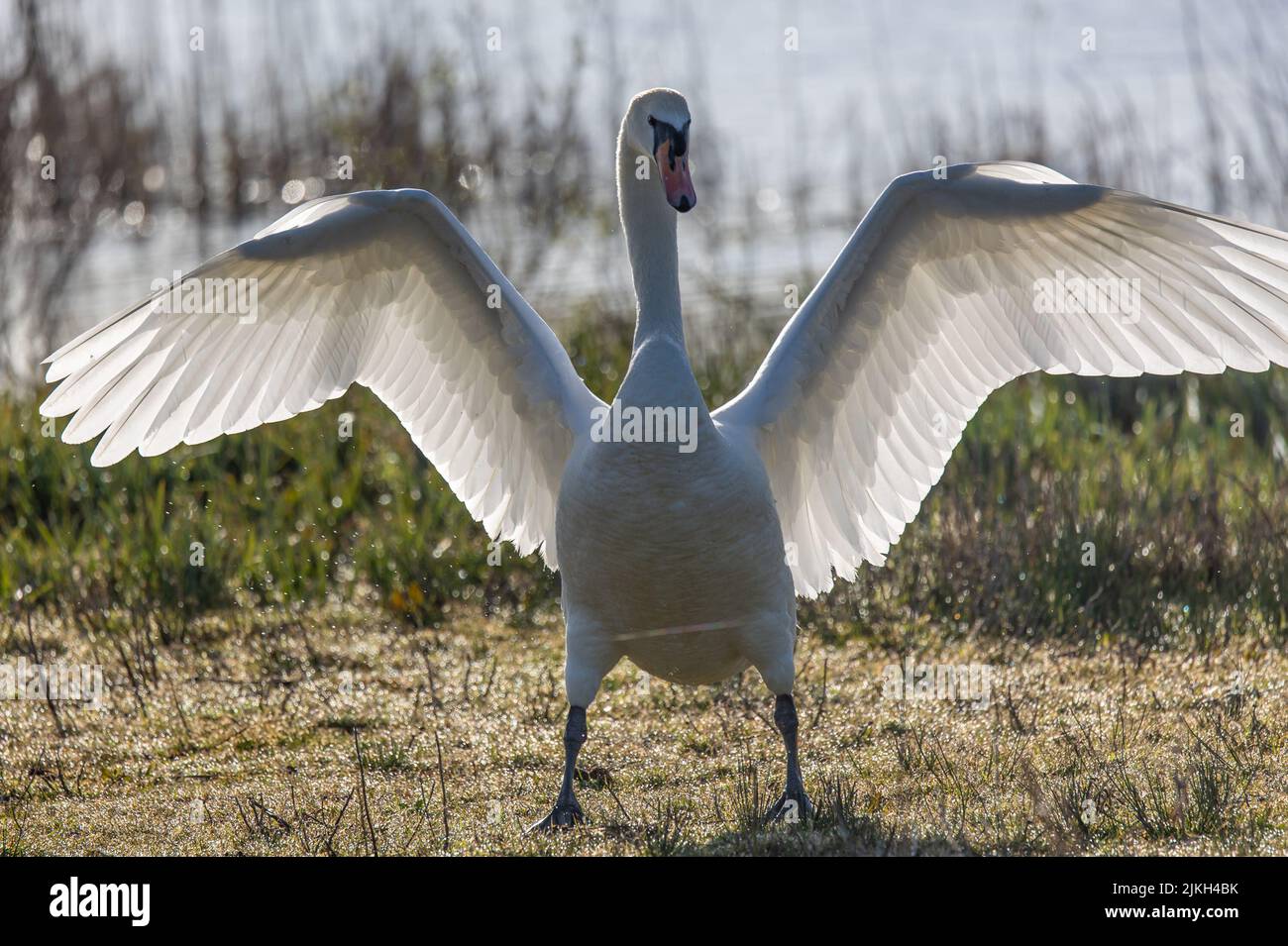A graceful mute swan (Cygnus olor) spreading wings near the water Stock ...