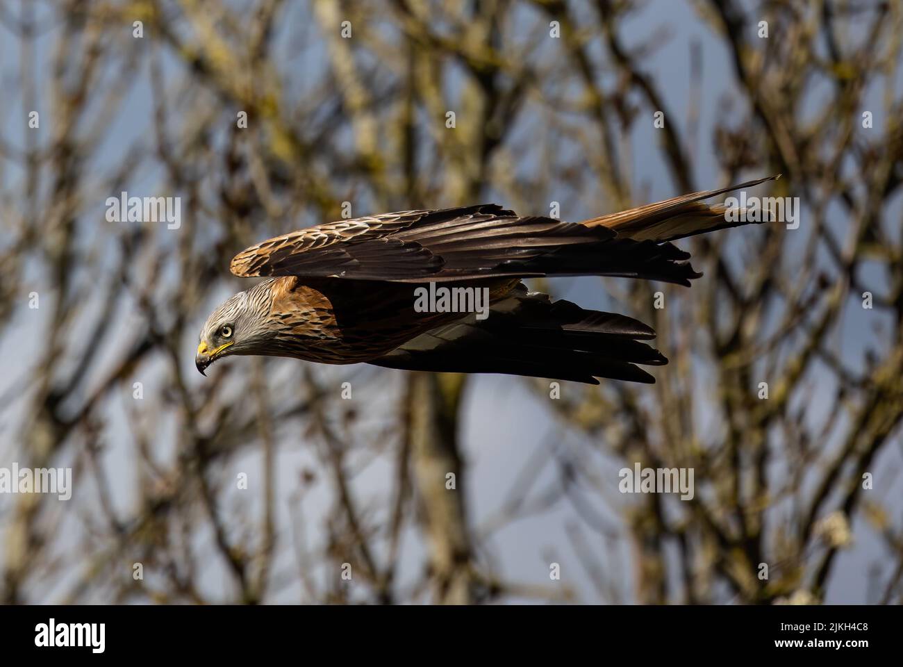 Eagle flying through trees hi-res stock photography and images - Alamy