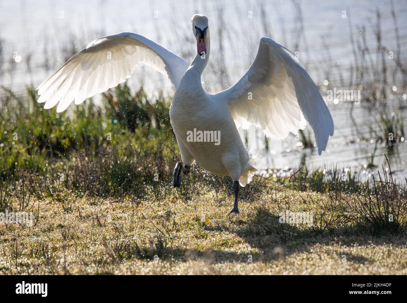 A graceful mute swan (Cygnus olor) spreading wings near the water Stock ...