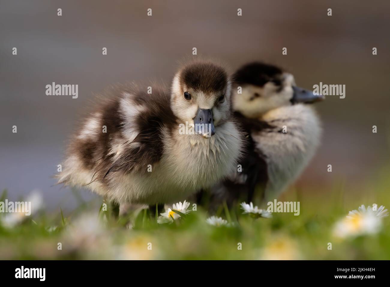 Gasling hi-res stock photography and images - Alamy