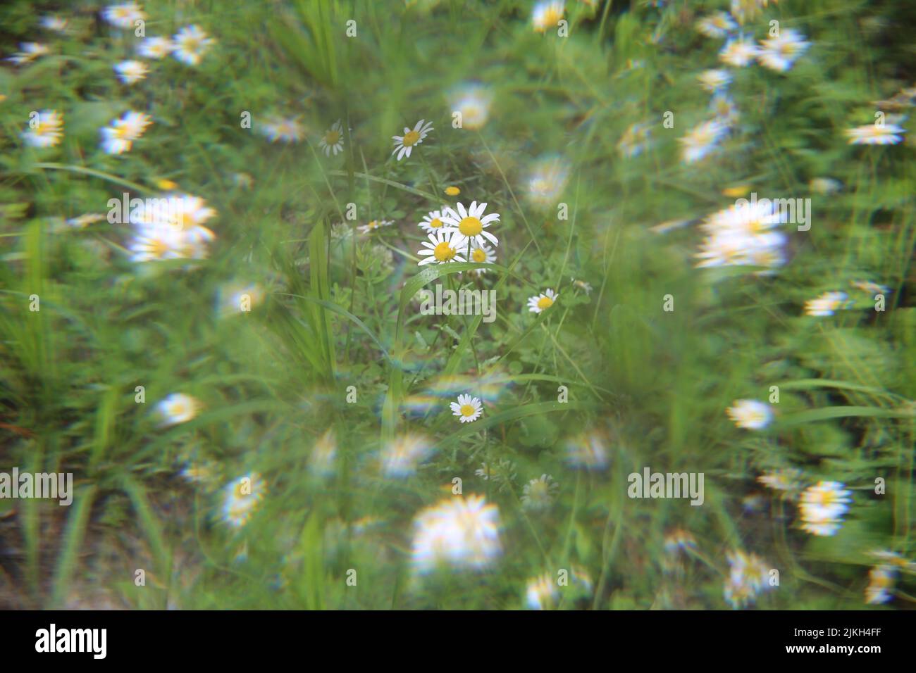 Blooming white daisy flowers in the meadow. Spring nature scene with ...