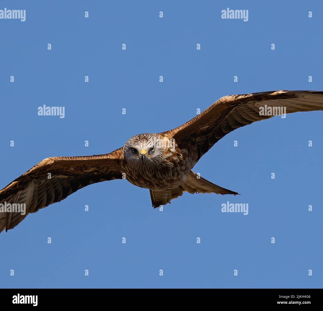 Fearless bird hi-res stock photography and images - Alamy