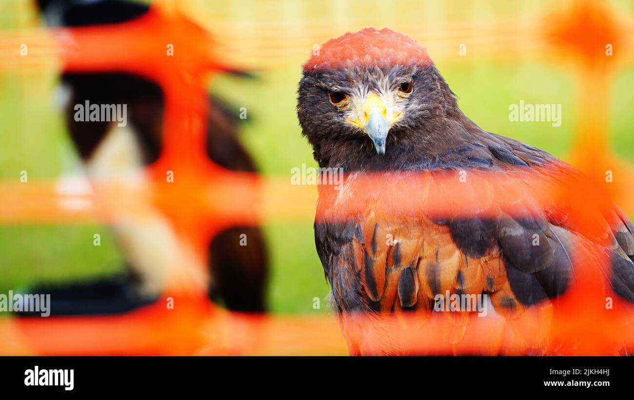 Hawk beak closeup hi-res stock photography and images - Alamy