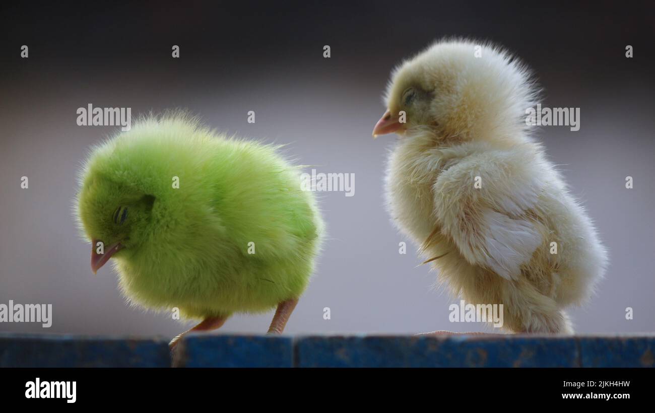 Baby chickens hi-res stock photography and images - Alamy