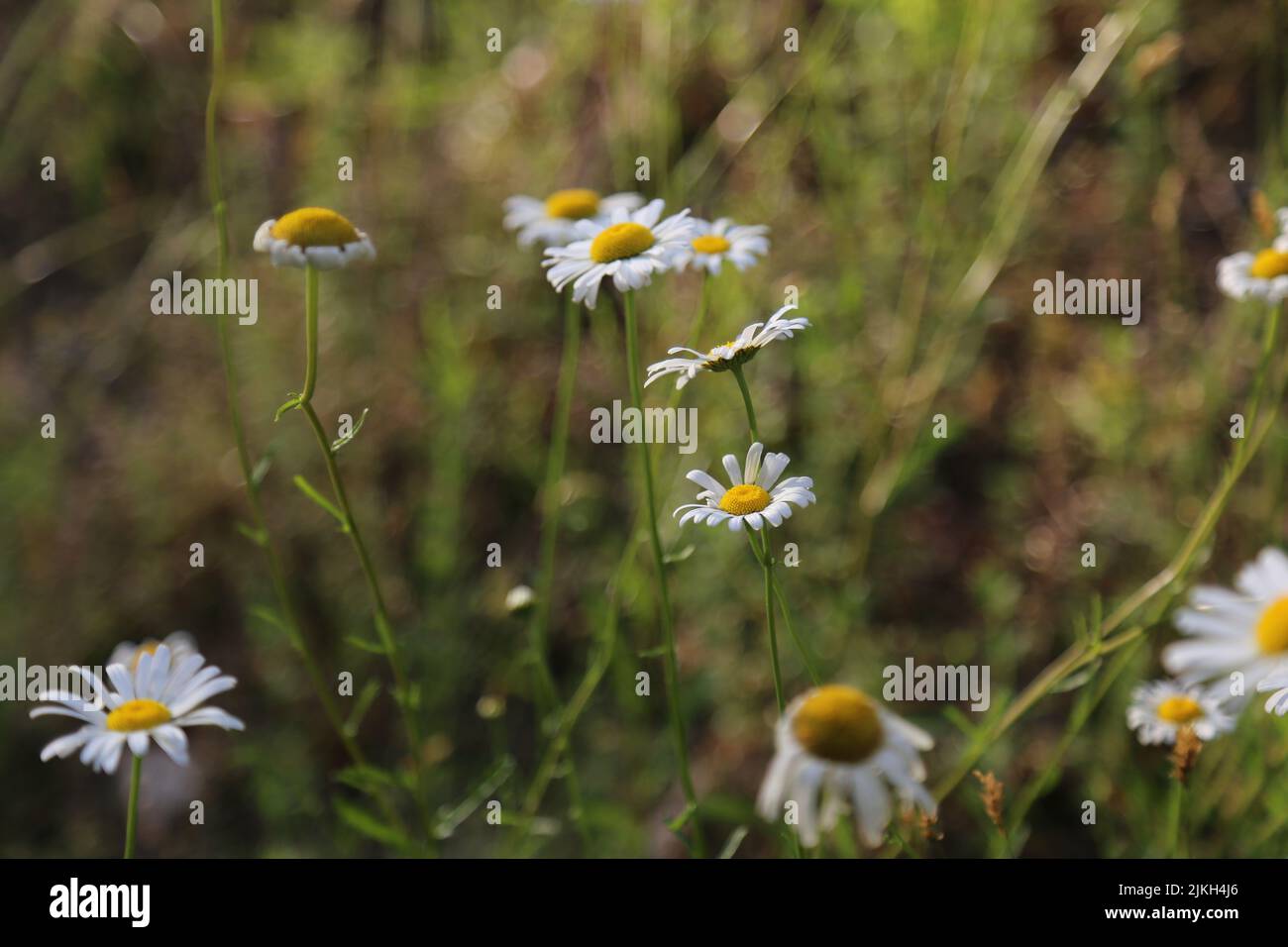Blooming white daisy flowers in the meadow. Spring nature scene with ...