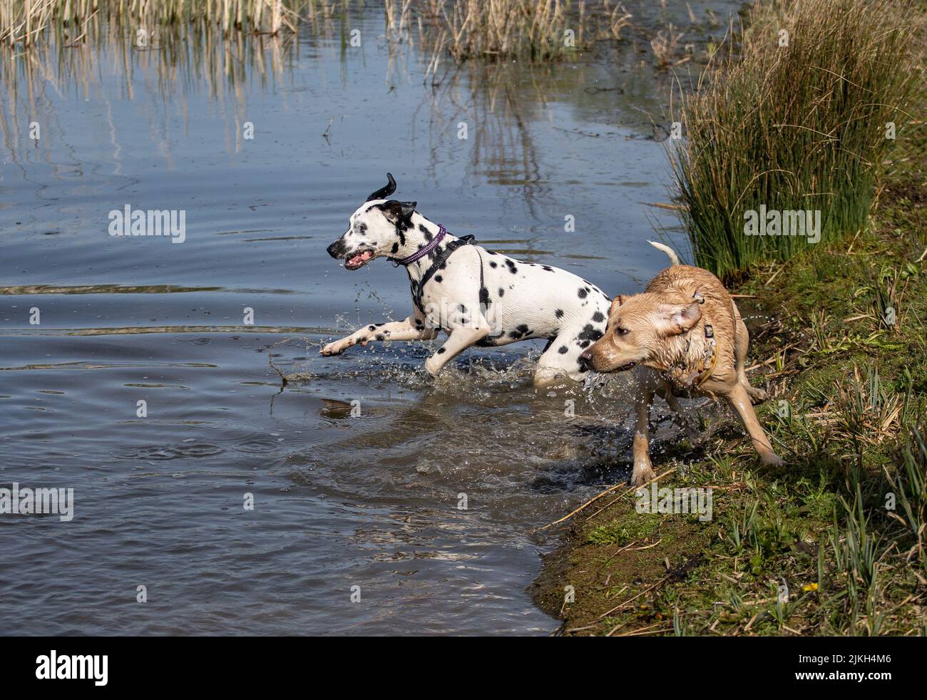 Purebred retriever hi-res stock photography and images - Alamy