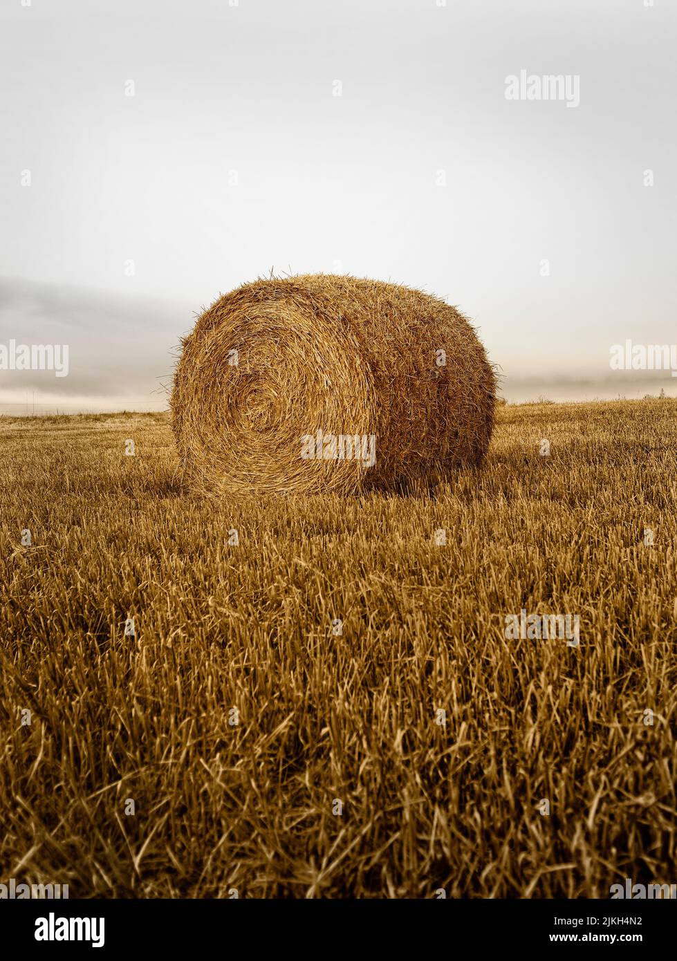 A vertical shot of a round hay bale in a freshly cut field Stock Photo ...